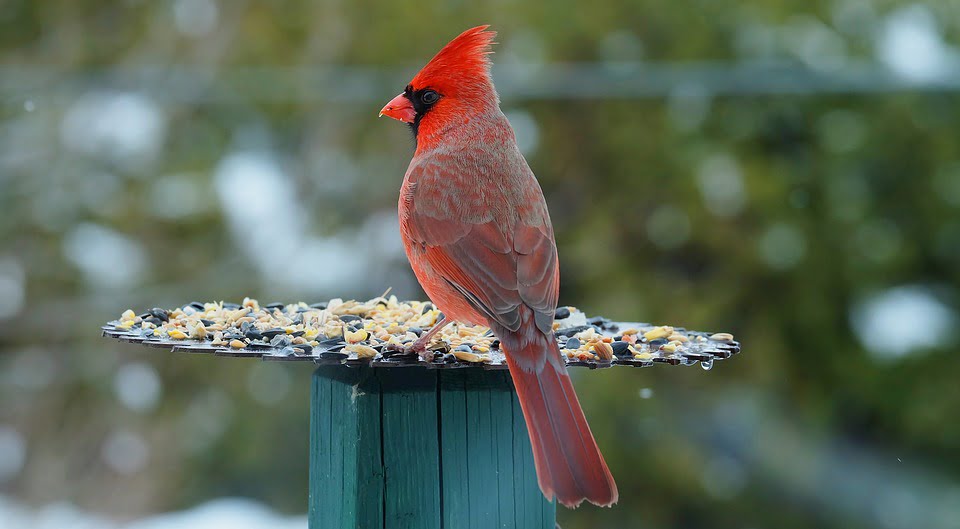 Northern Cardinal - Éco-Odyssée