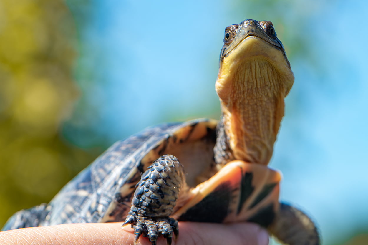 Blanding's Turtle - Éco-Odyssée