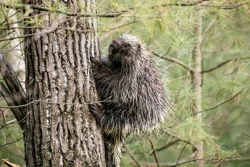 Animaux, reptiles et insectes présents au Parc Nature Éco-Odyssée